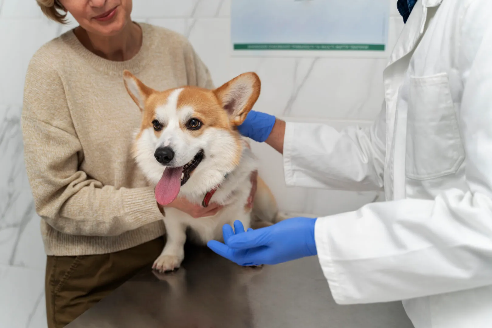 How to become a veterinarian - Teen Trust News
